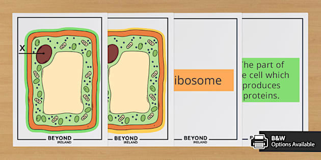 Plant Cell Card Sort Display