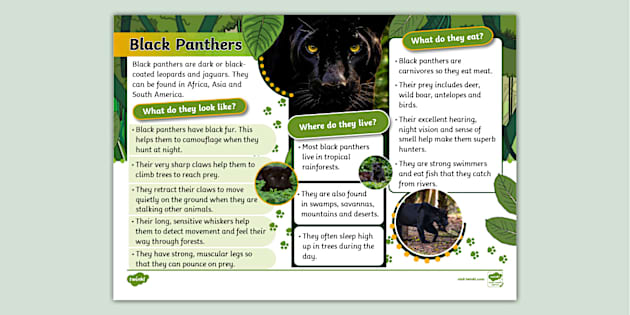 Black Panther Fact File - KS1 (nauczyciel wykonał) - Twinkl Black Panther Fact File - KS1 (nauczyciel wykonał) - Twinkl