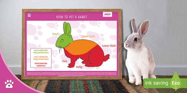 How To Pet a Rabbit - Display Poster - Twinkl Pets