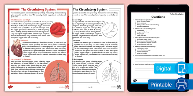 Fourth Grade The Circulatory System Reading Comprehension Worksheet