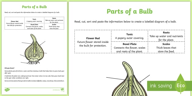 * NEW * Parts of a Bulb Worksheet