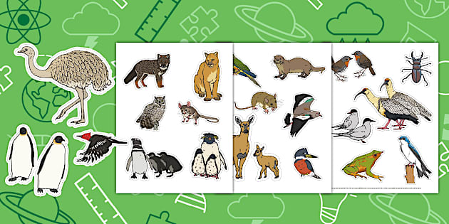 Recortables | Fauna Chilena | Zona Sur - Twinkl