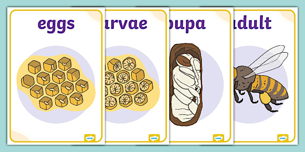 Bee Life Stages Display Posters