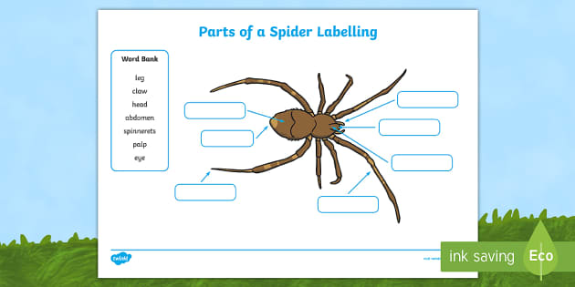Parts of a Spider Labelling Worksheets - Insect, body parts, minibeasts