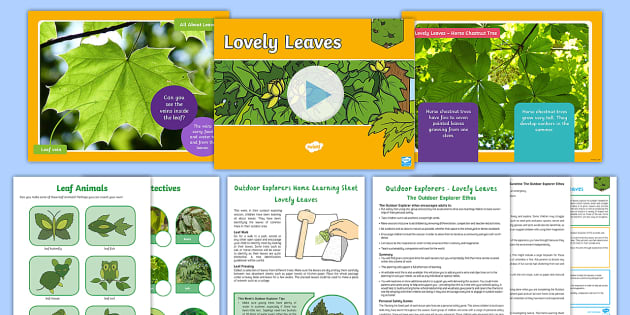 Outdoor Explorers EYFS Summer Lovely Leaves Lesson Pack
