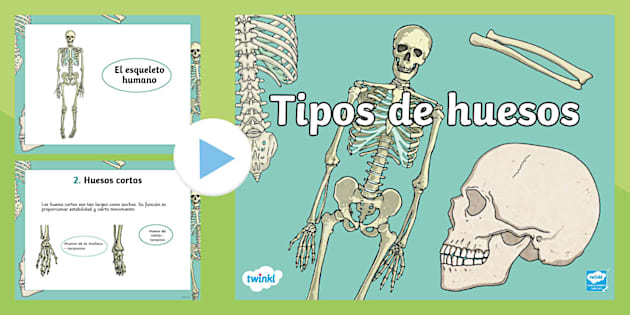 Presentación: Tipos de huesos