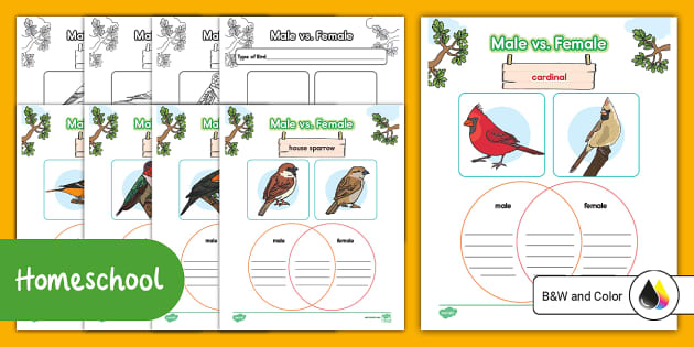 Comparing Male and Female Birds Venn Diagram (teacher made)
