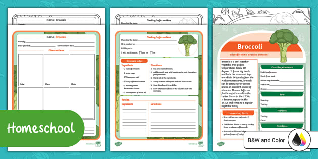 Broccoli Growing Guide (professor feito) - Twinkl Broccoli Growing Guide (professor feito) - Twinkl