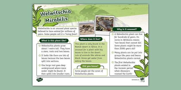 Welwitschia Mirabilis Fact File - KS1 (creat de profesori)