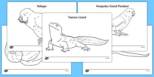 FREE! - NZ Animals & Kiwi Wildlife Colouring Pages / Pictures