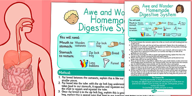 Homemade Digestive System Awe and Wonder Science Activity - awe