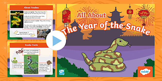 Kindergarten All About Snakes Chinese New Year PowerPoint | Twinkl
