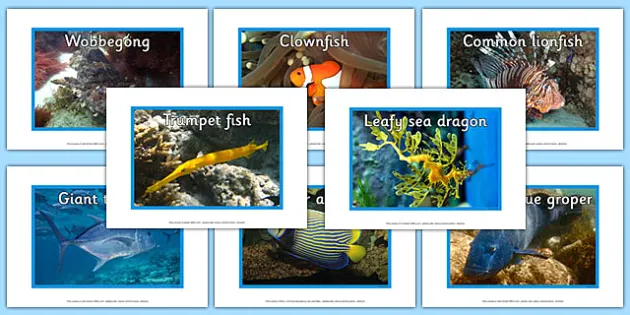 Leafy Sea Dragon Food Chain