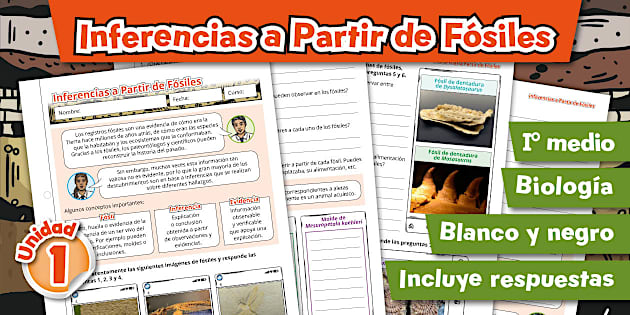 Guía de Trabajo | Fósiles | Biología | I° Medio