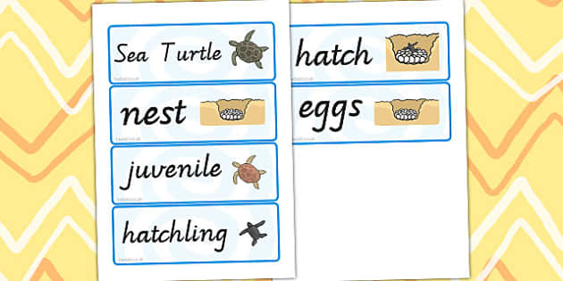 Sea Turtle Life Cycle Word Cards (teacher made) - Twinkl