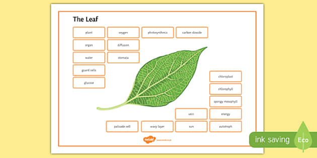 Leaf Word Mat (teacher made) - Twinkl