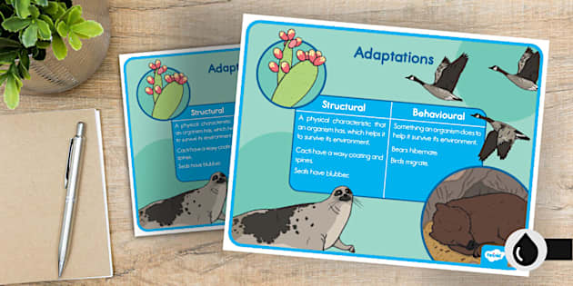 Structural and Behavioural Adaptations Display Poster Structural and Behavioural Adaptations Display Poster