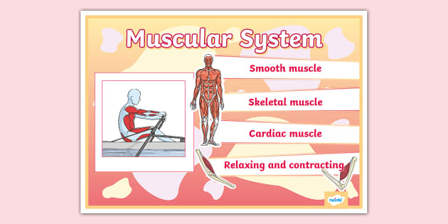 Muscular System Display Poster (teacher made) - Twinkl