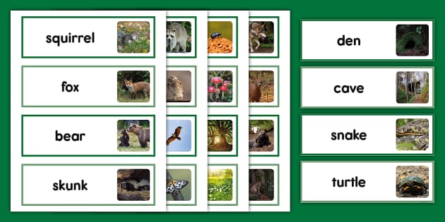 Forest Habitat Photo Word Cards (teacher made) - Twinkl