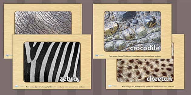 Safari Pattern Display Photos (teacher made) - Twinkl