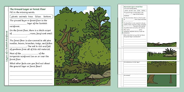 Layers of a Scottish Rainforest Activity Booklet - Twinkl Layers of a Scottish Rainforest Activity Booklet - Twinkl