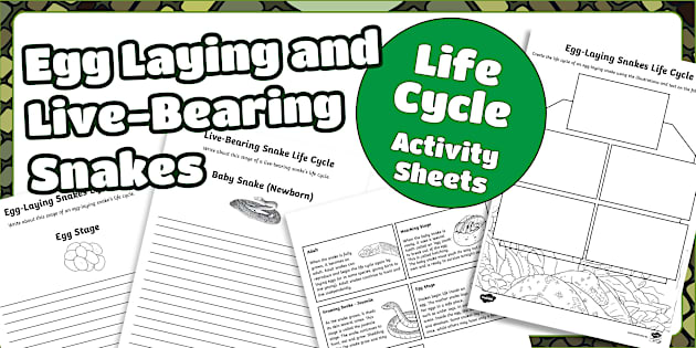 Egg-Laying and Live-Bearing Snakes - Life Cycle Activity Sheets