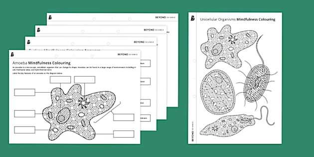 Unicellular Organisms Mindfulness Colouring | Beyond Science