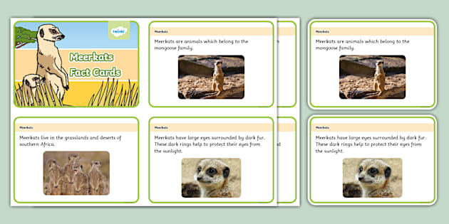 Meerkat Fact Cards - Twinkl - KS1 (creat de profesori)