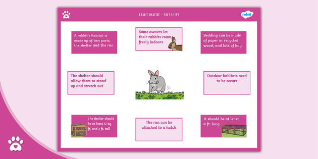Rabbit Habitat - Fact Sheet - Bunny Care - Twinkl Pets