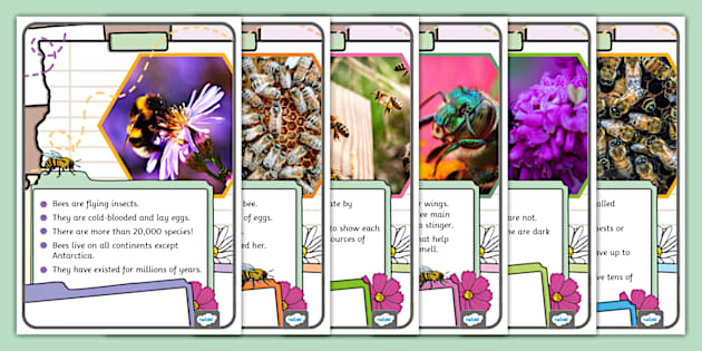 Bees Facts Display Posters - Minibeasts - KS1 (teacher made)