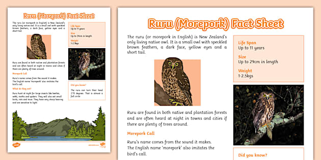 Ruru (Morepork) Fact Sheet - New Zealand Native Birds