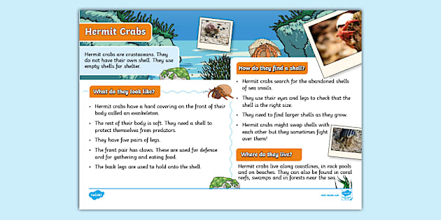 Hermit Crab Fact File Ks1 Professor Feito Twinkl