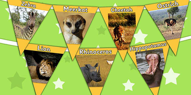 Safari Animal Photo Bunting (teacher made) - Twinkl