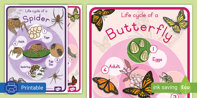 Insects and Garden Critters Life Cycle Posters - Twinkl