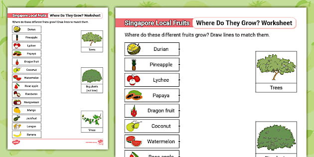 Singapore Fruits Activity Sheet (Hecho por educadores)