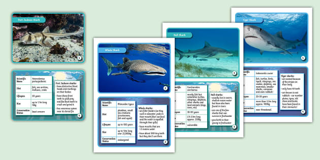 Australian Sharks Fact Cards (teacher made) - Twinkl