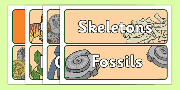 Dinosaur Museum Display Signs (teacher made)