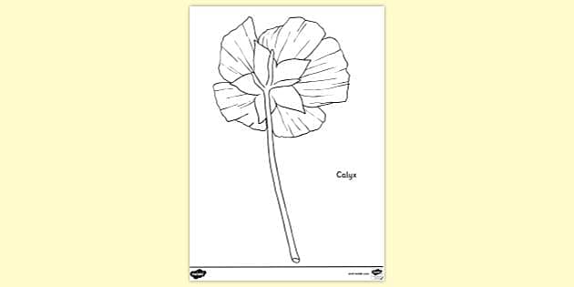 FREE! - Calyx Colouring Page (teacher made) - Twinkl