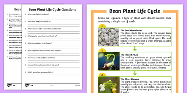 Bean Plant Life Cycle Reading Comprehension Activity Bean Plant Life Cycle Reading Comprehension Activity