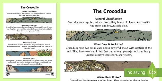 FREE The Crocodile Information Report Writing Sample Twinkl