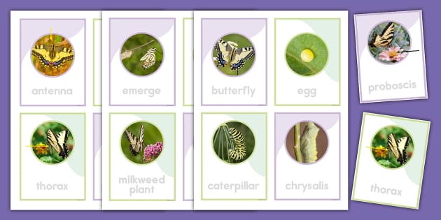 Butterfly Life Cycle Tracing Photo Word Cards (teacher made)