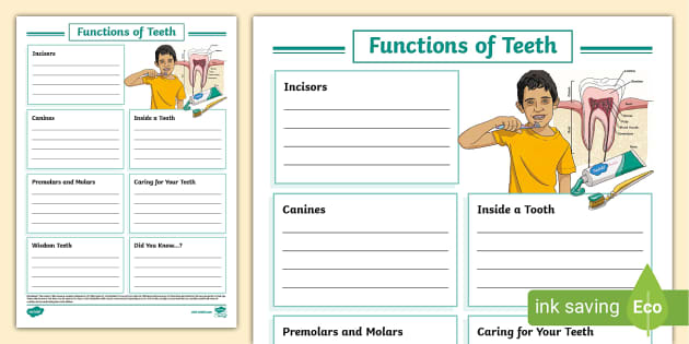 Functions of Teeth Fact File Template (teacher made)