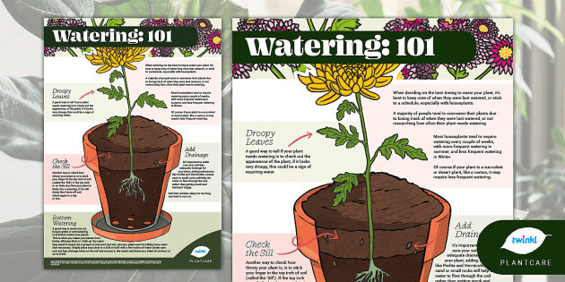 Watering:101, When and how to water your plants, drainage