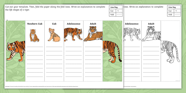 Tiger Folding Life Stages Template (Teacher-Made) - Twinkl