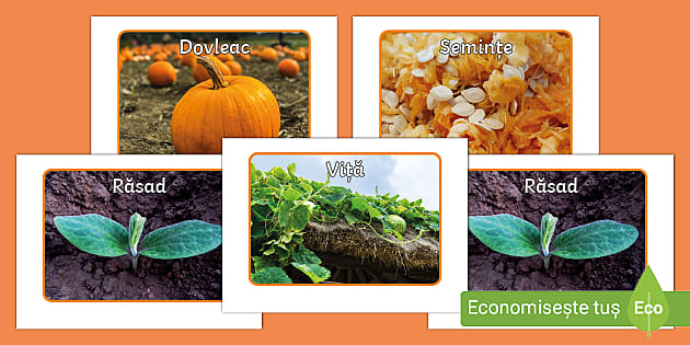 Ciclul de viață al dovleacului – Fotografii - Twinkl