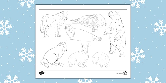 Coloriage : Les animaux de l'Arctique - Twinkl