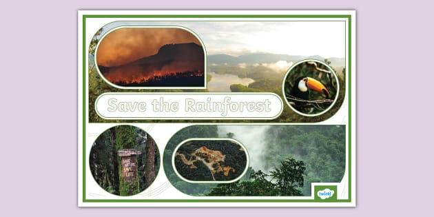 Save the Rainforest Photo Display Poster - Twinkl