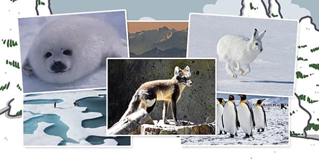 Polar Regions Photo Clip Art Pack