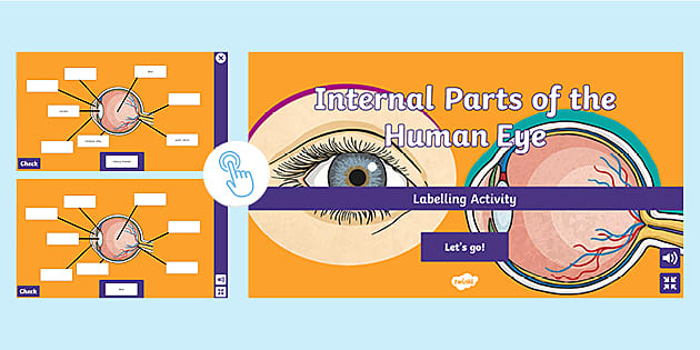 Parts of the Human Eye Interactive Labelling Activity | CfE