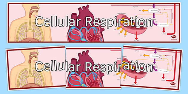 Cellular Respiration Display Banner (teacher made)